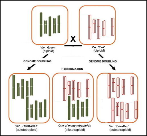 Making and Using Allotetraploids